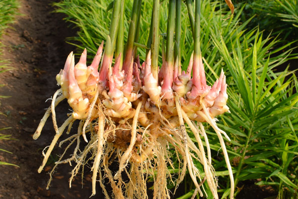 Tous savoir sur le gingembre : origine, utilisations et bienfaits